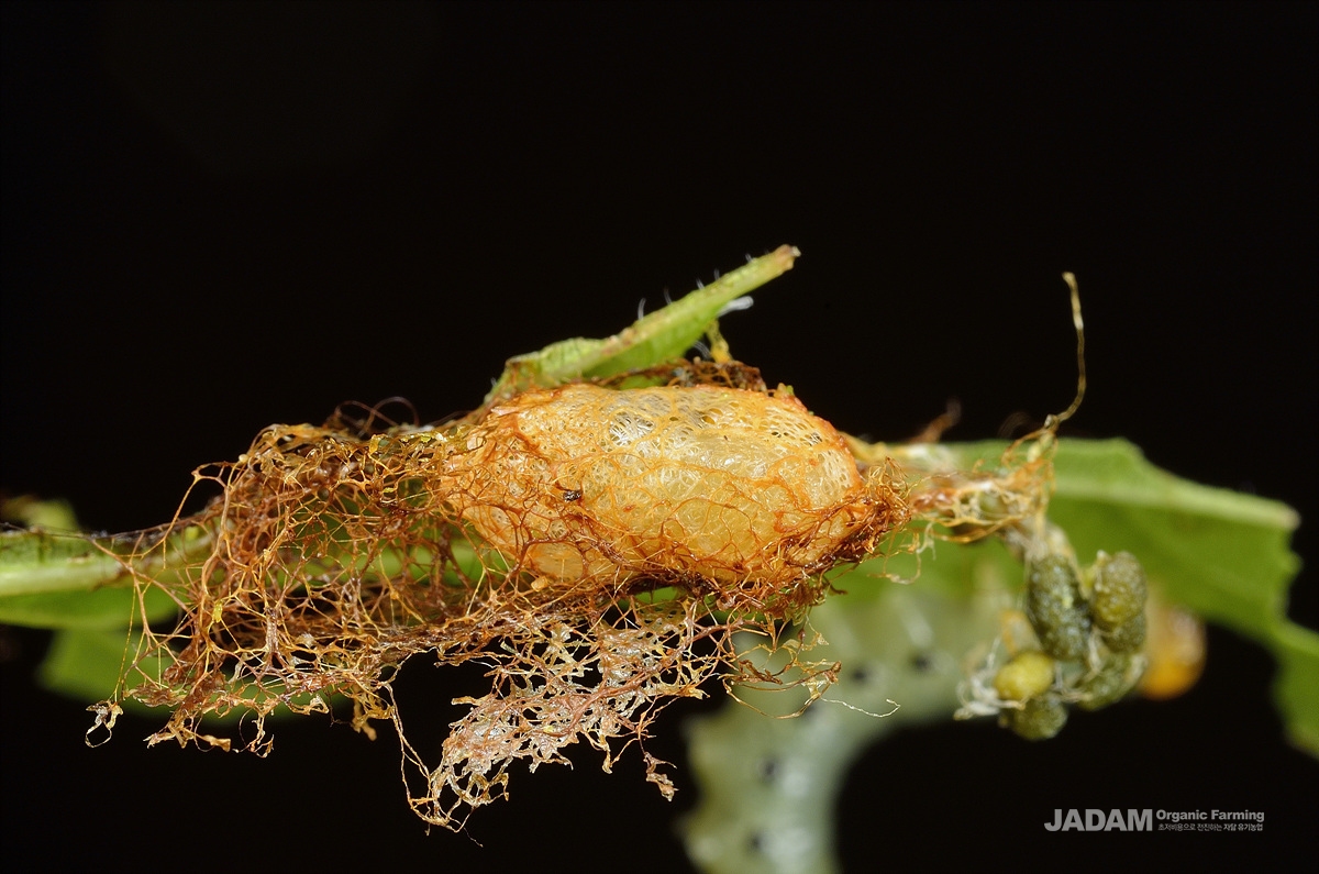 Allantus luctifer