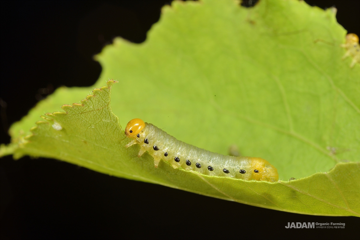 Allantus luctifer