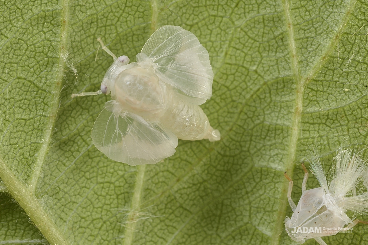 Ricanid plant hopper