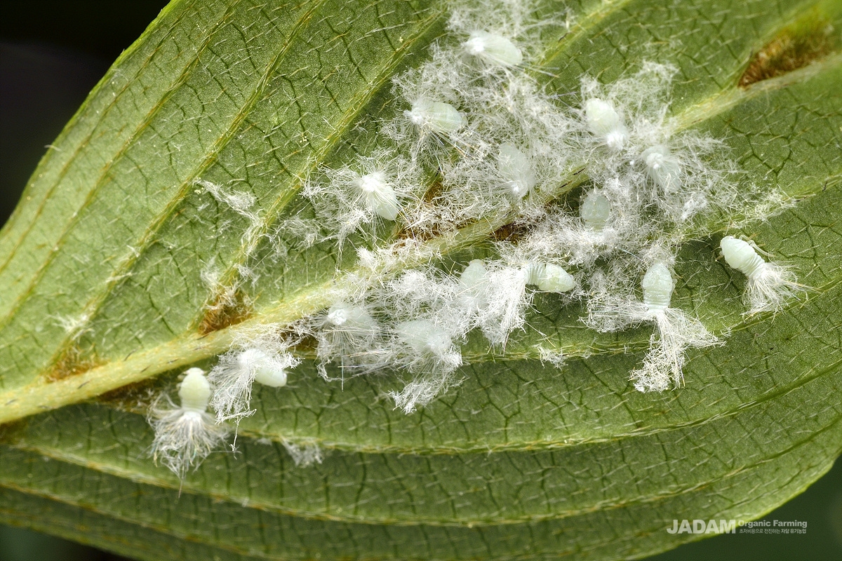 Ricanid plant hopper