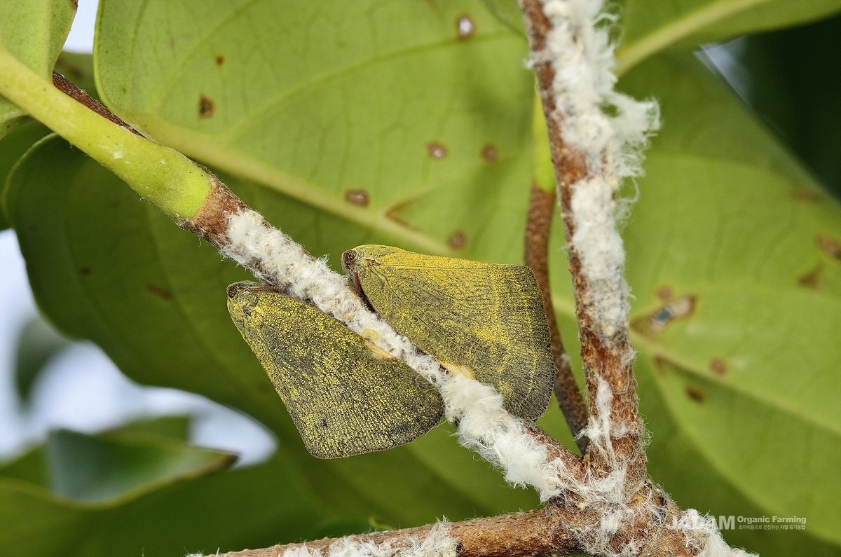 Ricanid plant hopper
