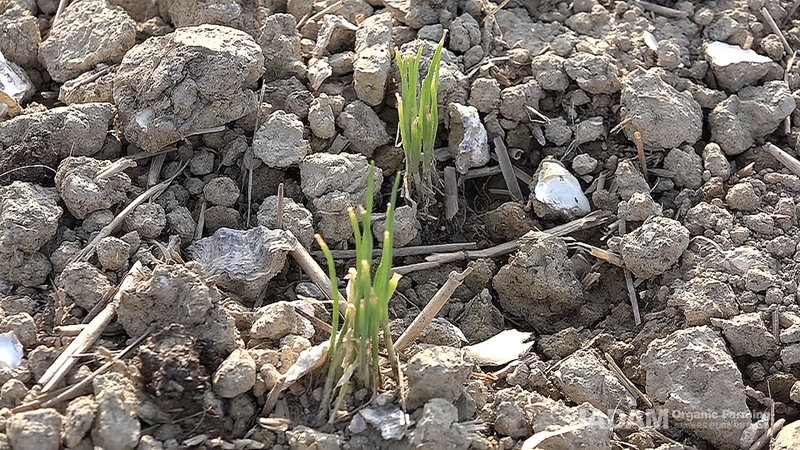 You can harvest leeks twice, rotating with barley or wheat