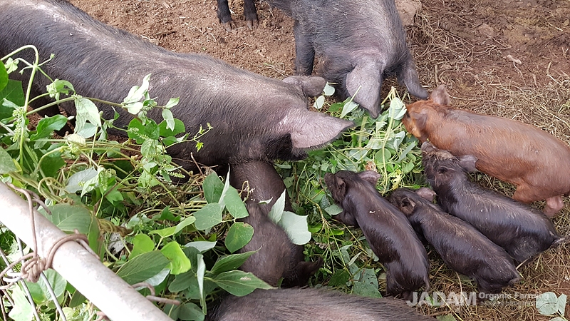 Rice bran and grass are sufficient for pig feed