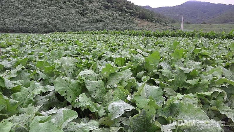 Building on the Jadam system