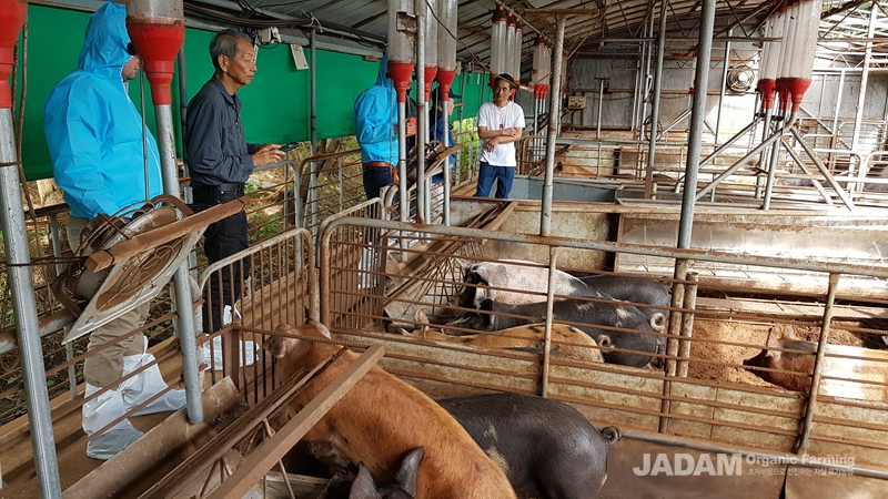 2. Hawaii farmers visit JADAM farms in Korea - Mr. Kim's pigs