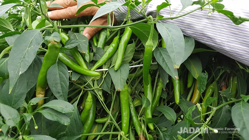 3. Hawaii farmers visit JADAM in Korea - Dr. Chunwoo Nam, National ...