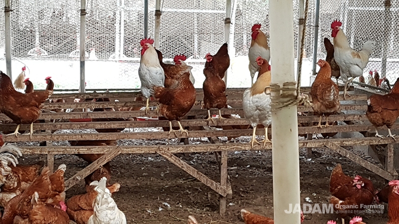 4. Hawaiian farmers visit JADAM farms in Korea - Mr. Muyeon Kim's ...
