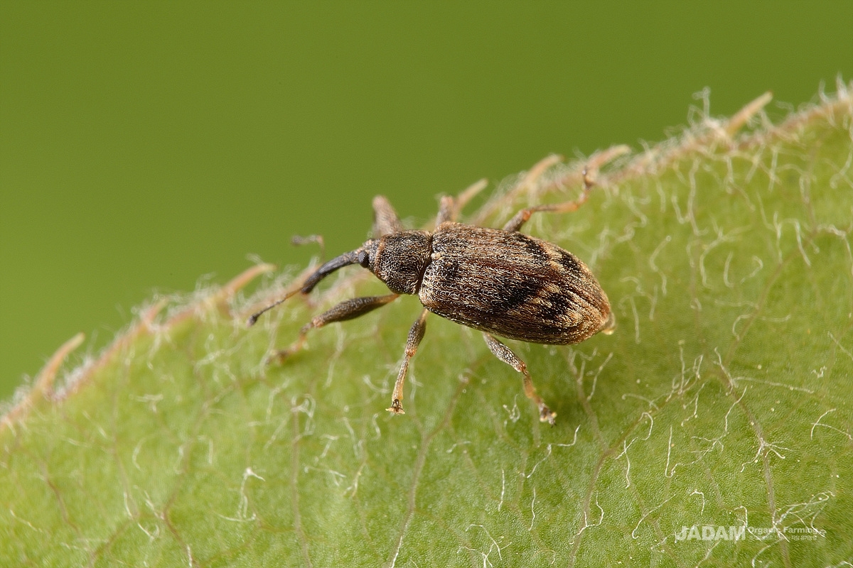 Apple blossom weevil