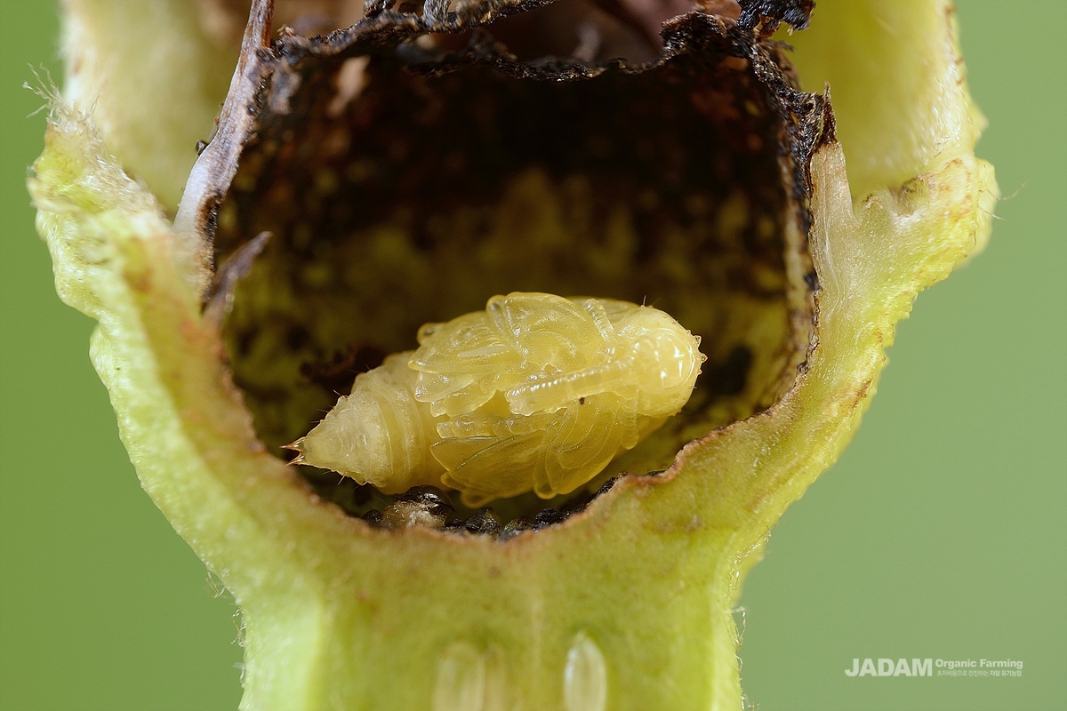 Apple blossom weevil