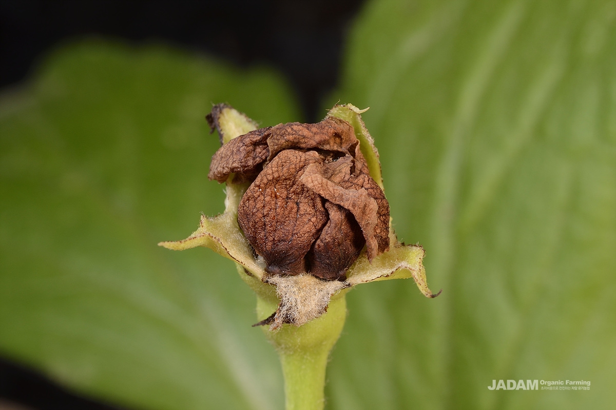 Apple blossom weevil