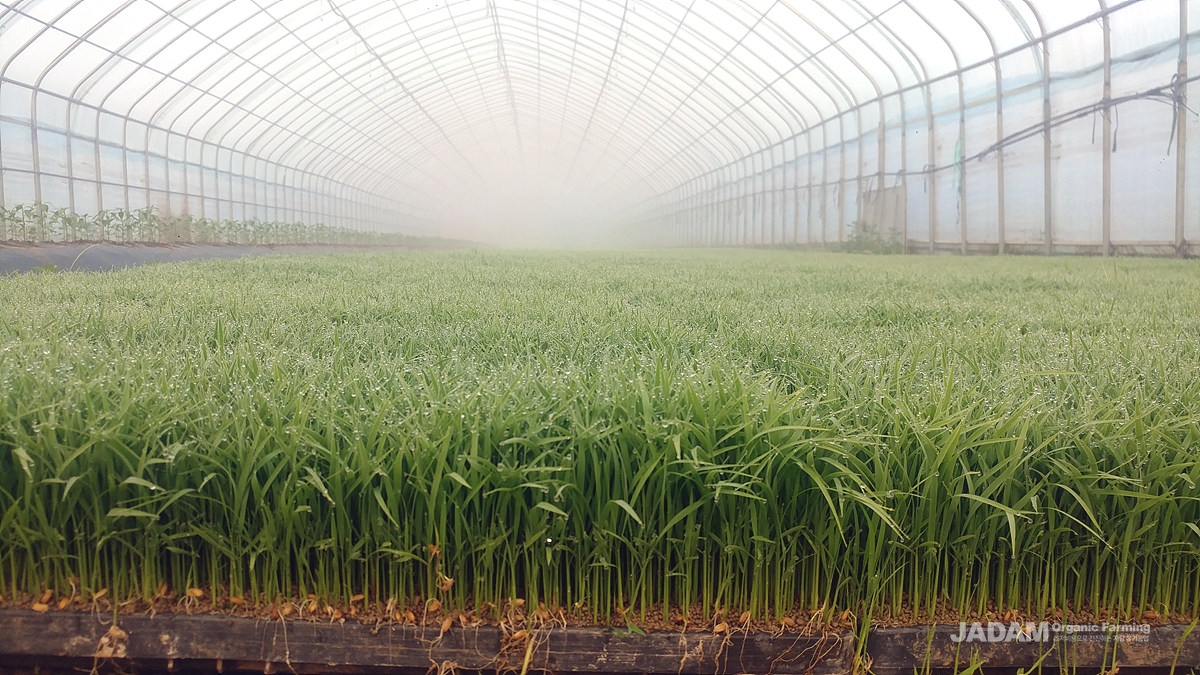 Rice bakanae disease was solved by leaving the seeds in cold water ...