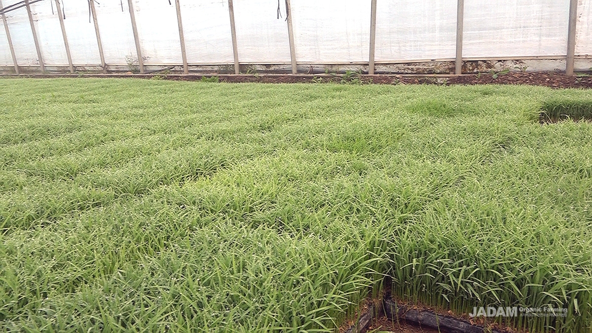 Rice bakanae disease was solved by leaving the seeds in cold water ...