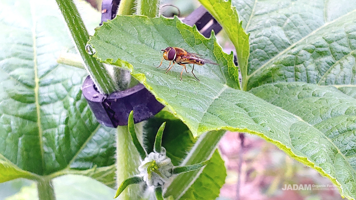 Applying JADAM solution twice a week, you can control aphid & powdery ...