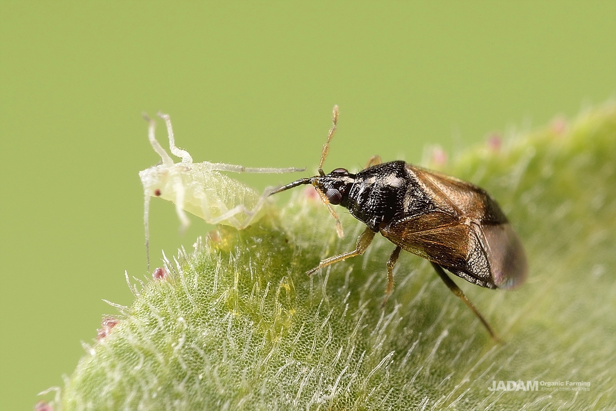 Insidious flower bug (predatory bug)