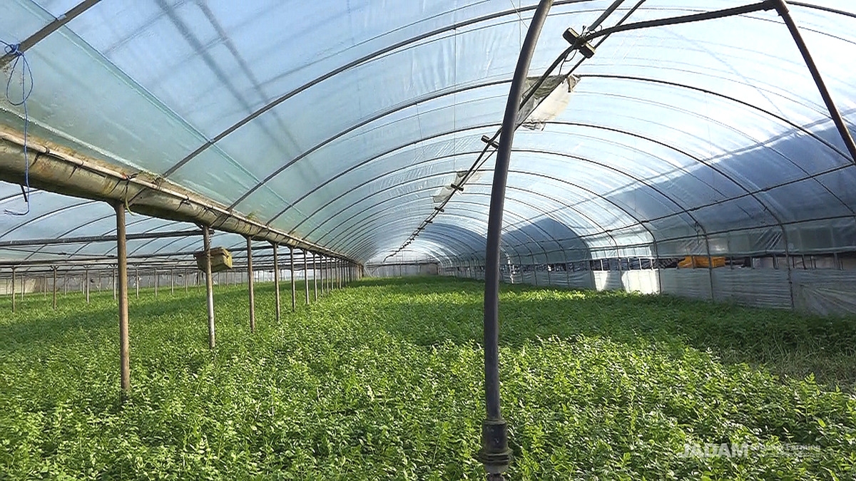 Reduced the cost of pesticide from $1000 to $120 with JADAM method.