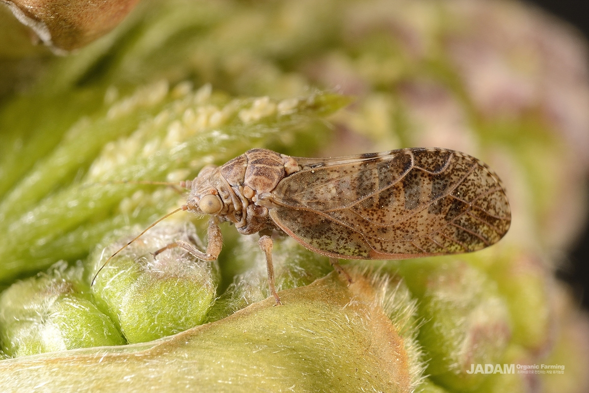 Mulberry Psyllid