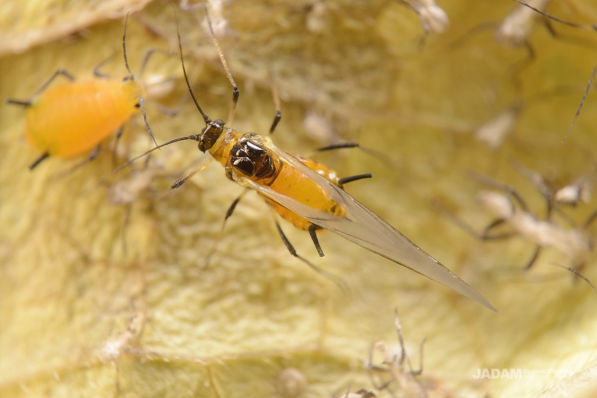 Oleander aphid