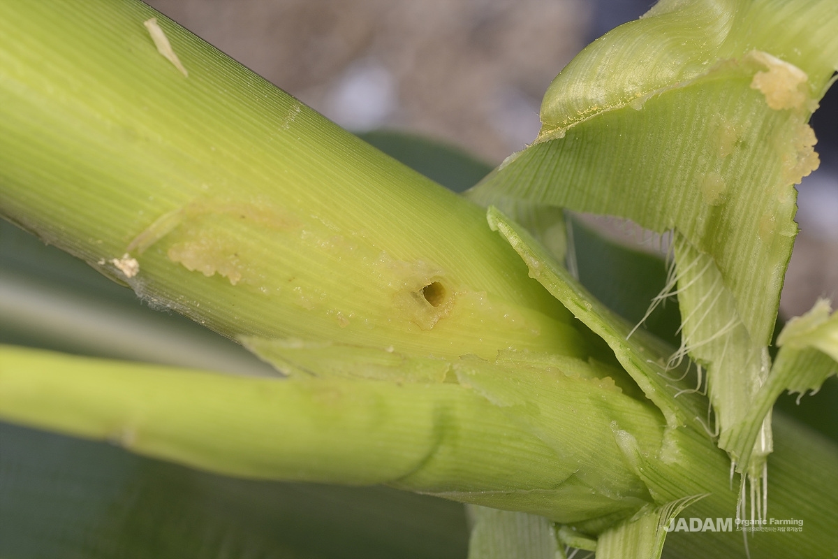 Asian corn borer