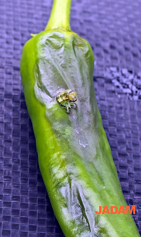 Oriental Tobacco Budworm