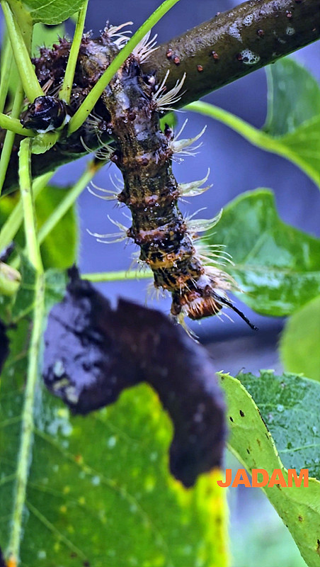 The Ruthless Looking Pine Arches Moth Appears on Various Fruit Trees!