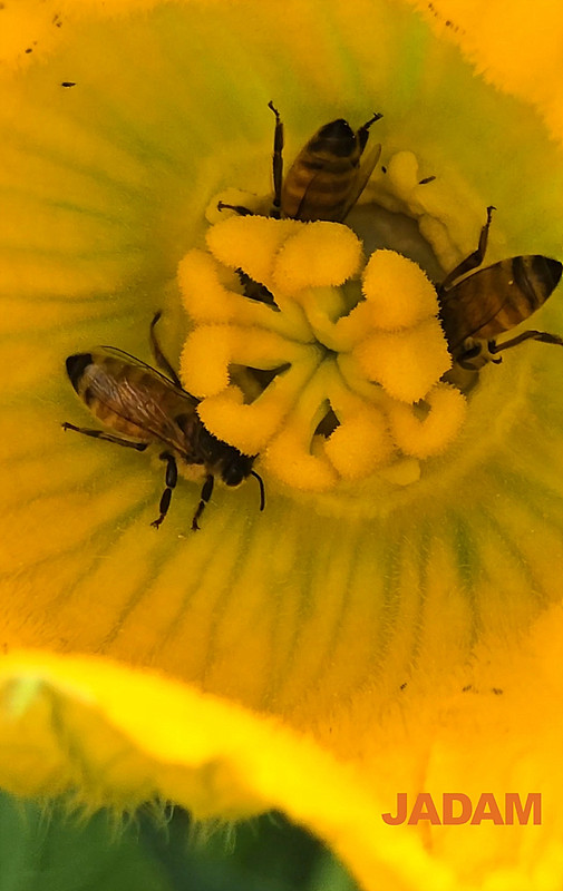 JADAM Pest Control method does not affect bees and butterflies, which ...