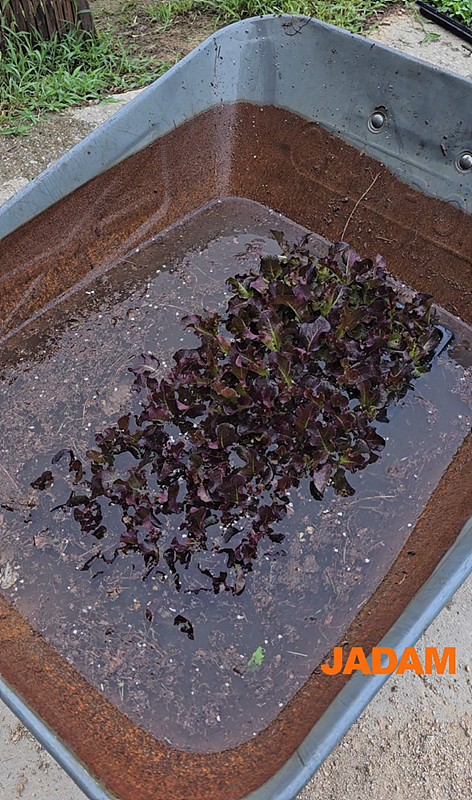 JADAM, Leaf mold soil