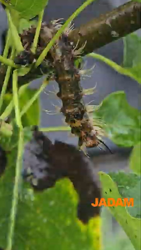 Experimental Video of the Ultimate JADAM Microbial(JMP) Ivented by ...