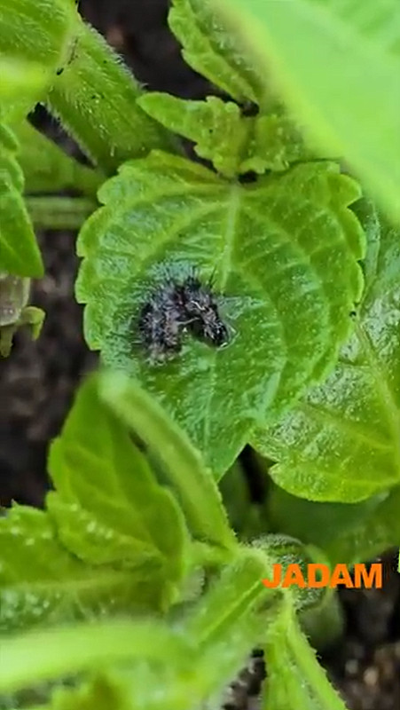 Control of fall webworm on Perilla Leaves with JMP