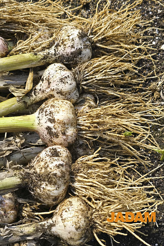 JADAM Organic Garlic