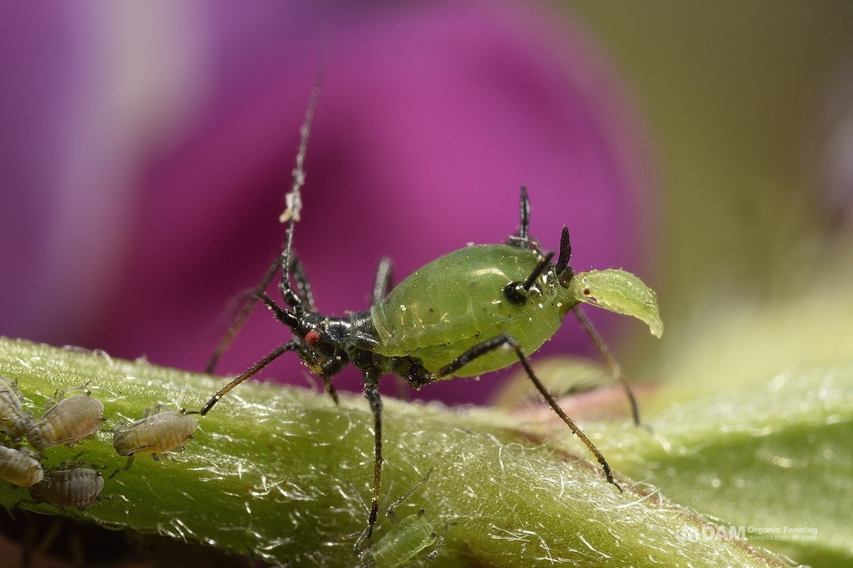 Vetch Aphid