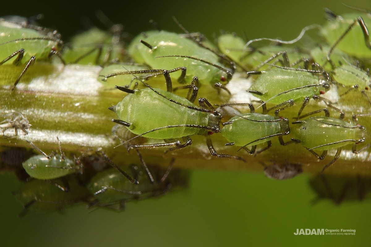 Vetch Aphid