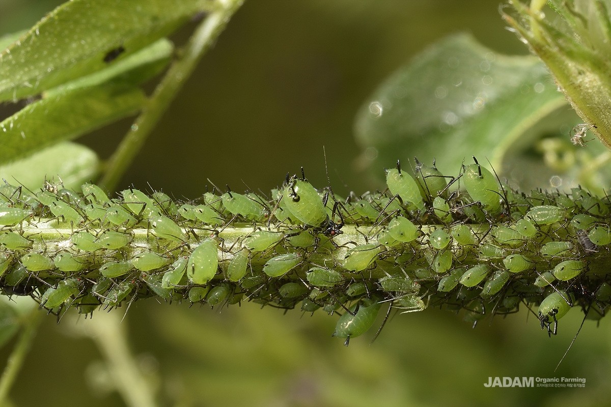 Vetch Aphid