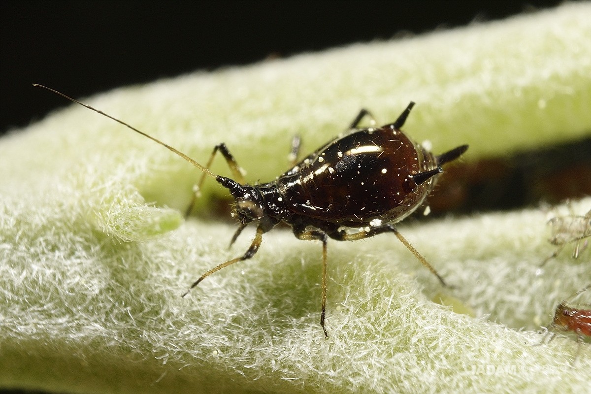 Chrysanthemum aphid
