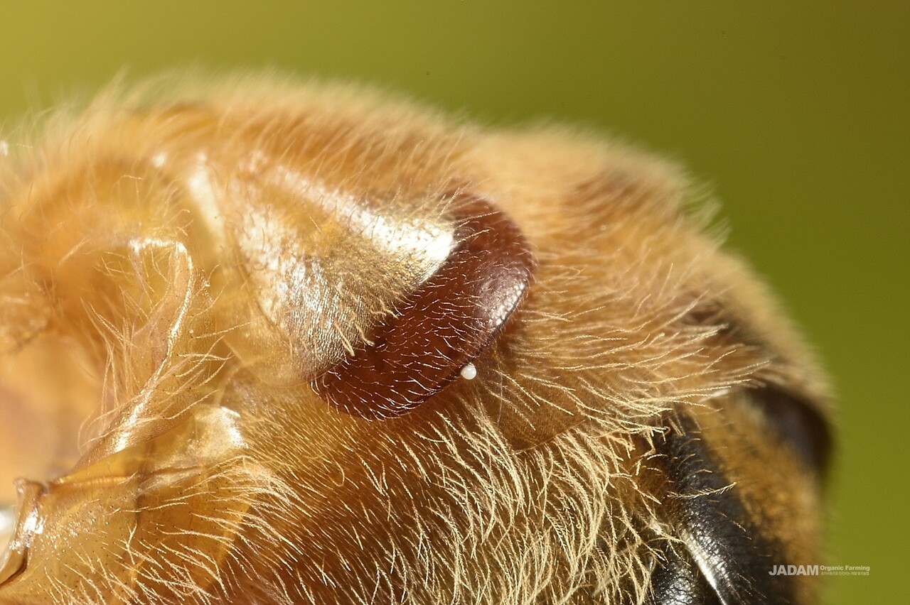 Varroa Mite (Eastern Honey Bee Mite)