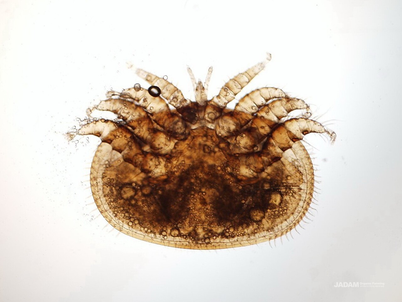 Varroa Mite (Eastern Honey Bee Mite)
