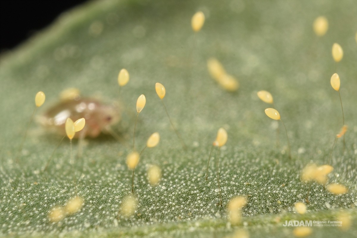 Jumping Plant-louse