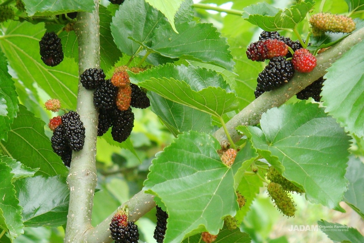 Wild Mulberry