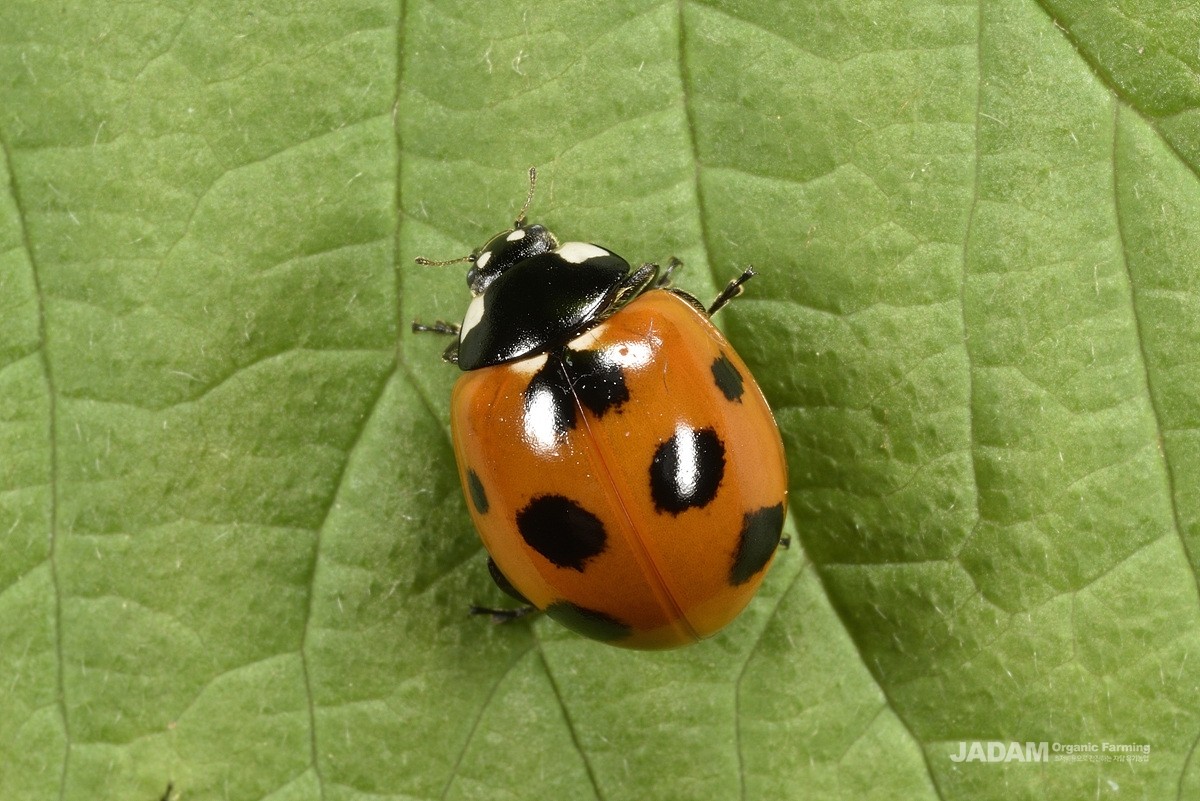 [The story of predator] Seven-spotted Lady Beetle