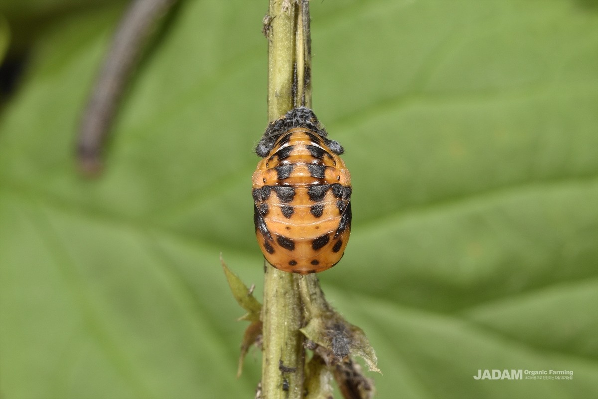 [The story of predator] Seven-spotted Lady Beetle