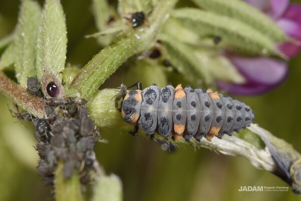 [The story of predator] Seven-spotted Lady Beetle