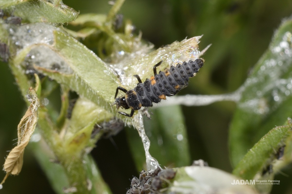 [The story of predator] Seven-spotted Lady Beetle