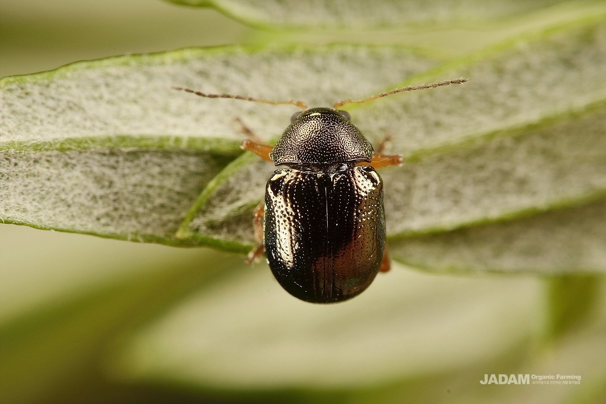 Sweet Potato Leaf Beetle