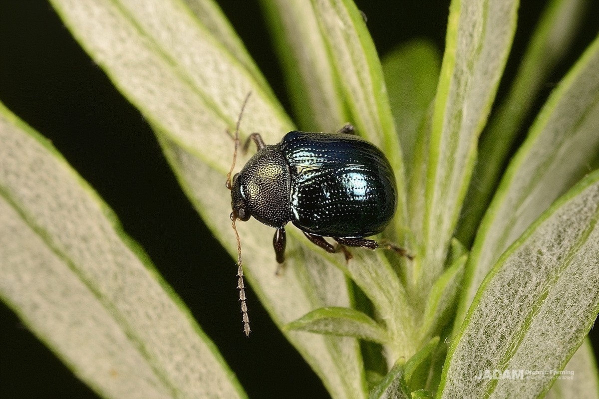Sweet Potato Leaf Beetle