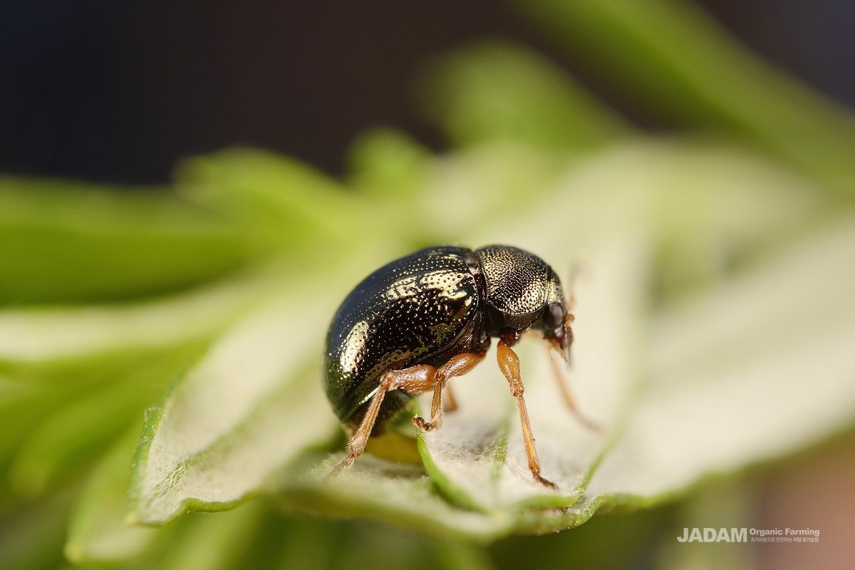 Sweet Potato Leaf Beetle