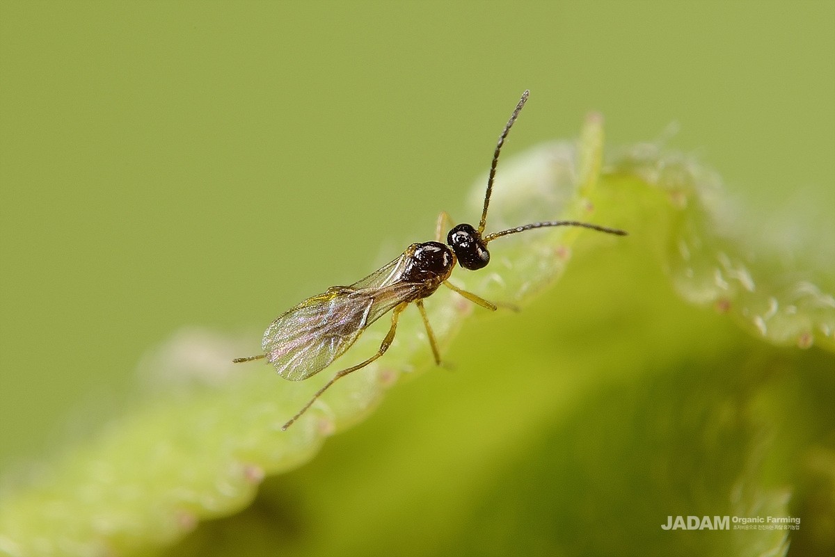 [The story of predator] Aphid Parasitoid Wasp