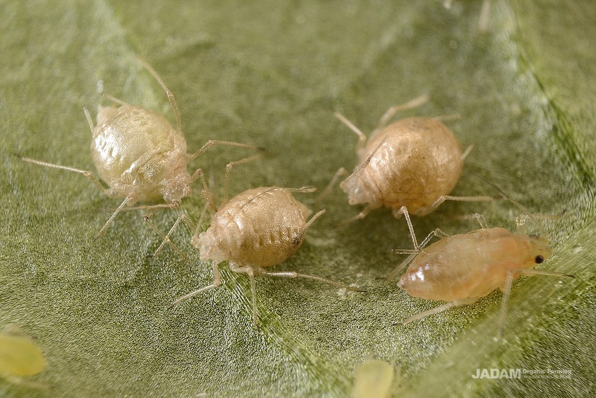 [The story of predator] Aphid Parasitoid Wasp