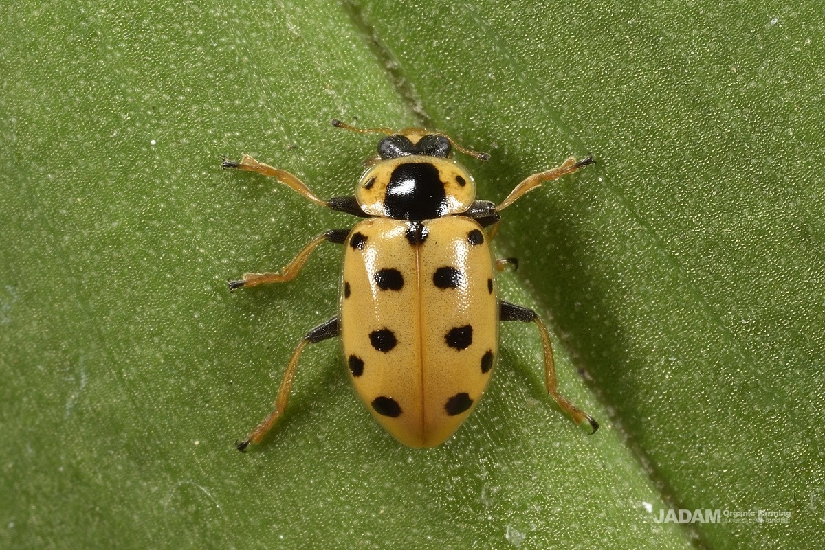 [The story of predator] Thirteen-spotted Lady Beetle