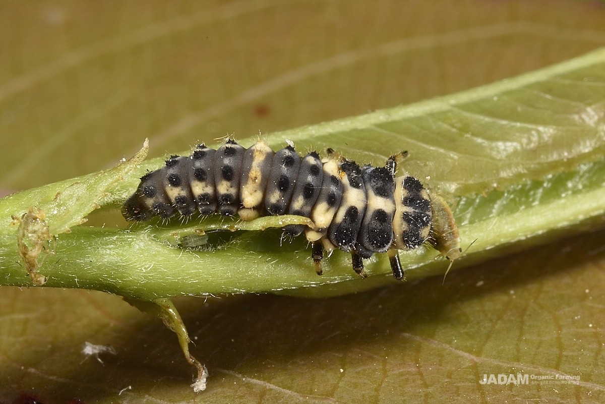 [The story of predator] Thirteen-spotted Lady Beetle