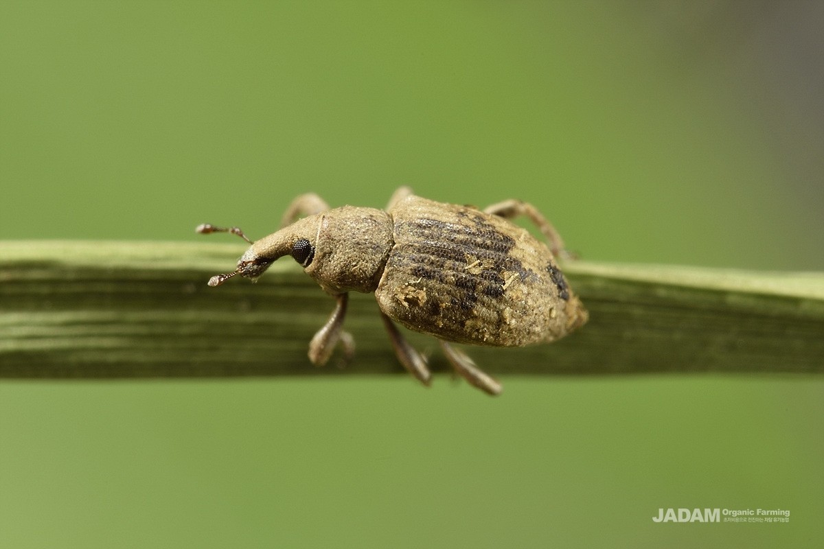 Rice Water Weevil