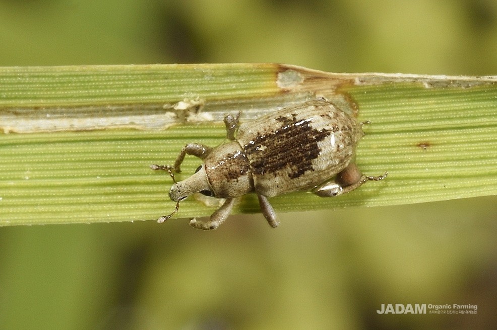 Rice Water Weevil